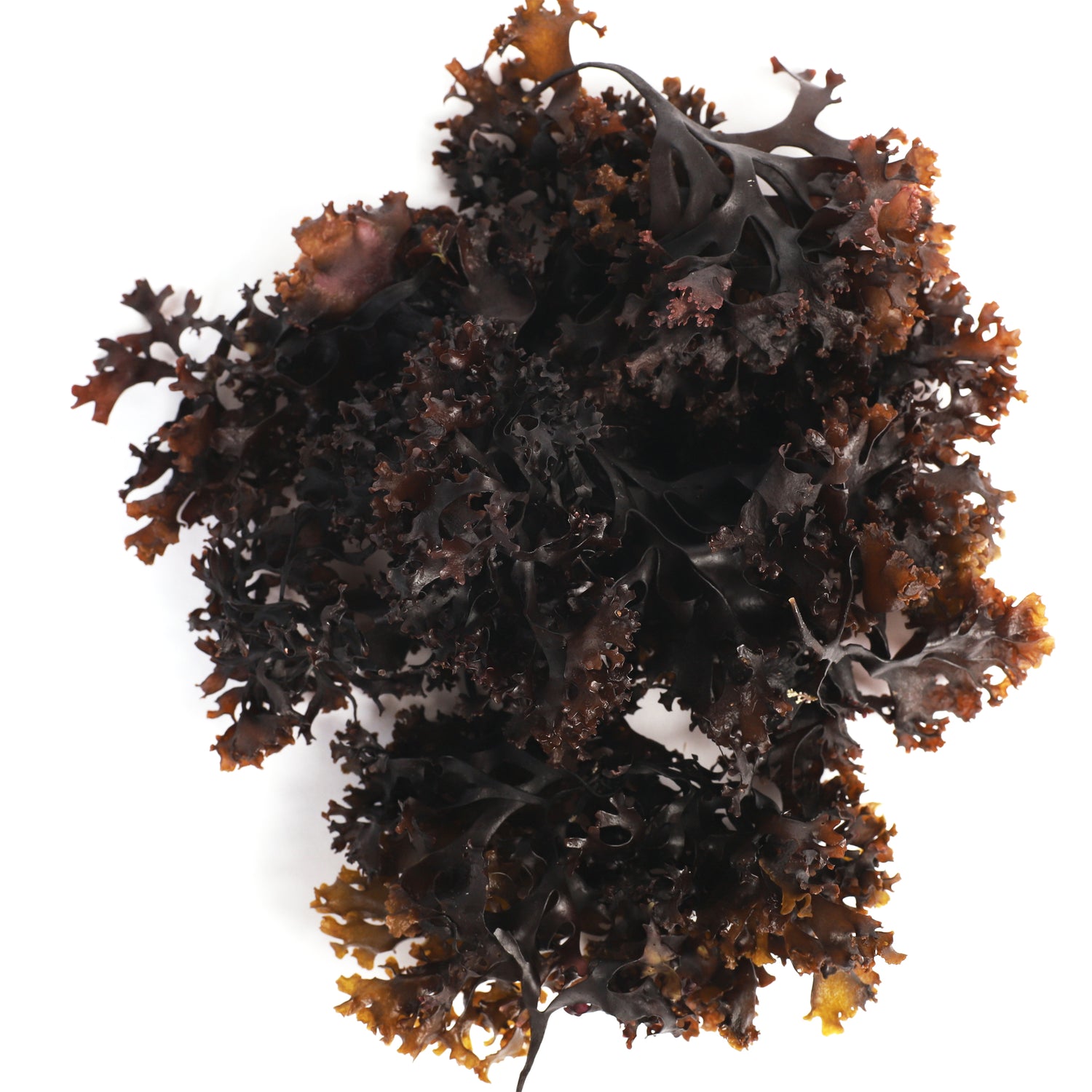 The Magic of Irish Sea Moss and How To Use It – Vitamin Sea Seaweed